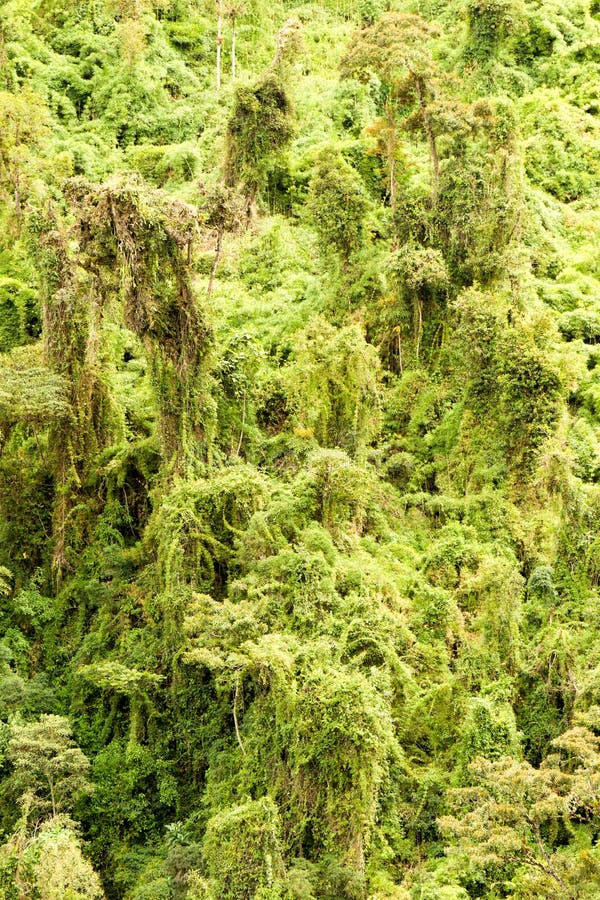 Vertical Del Tema De La Selva Tropical Imagen de archivo - Imagen de ...