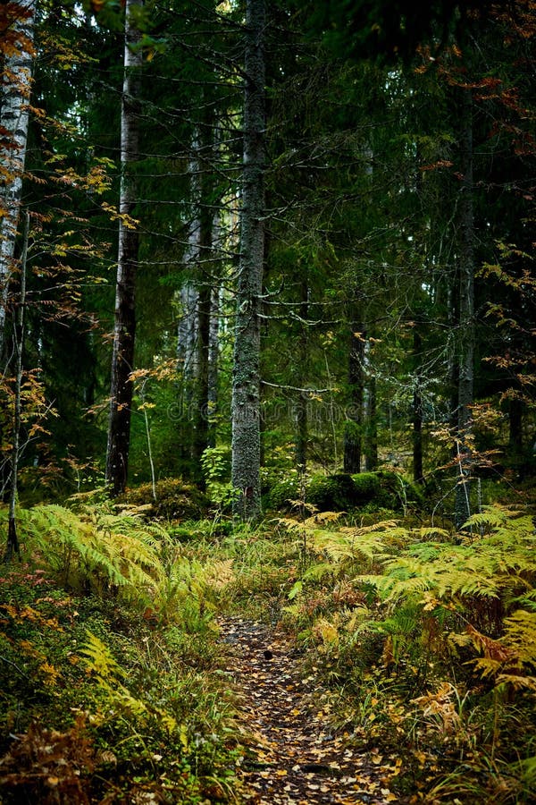 Vertical of a Dense Forest Trail Surrounded by Green Vegetation ...
