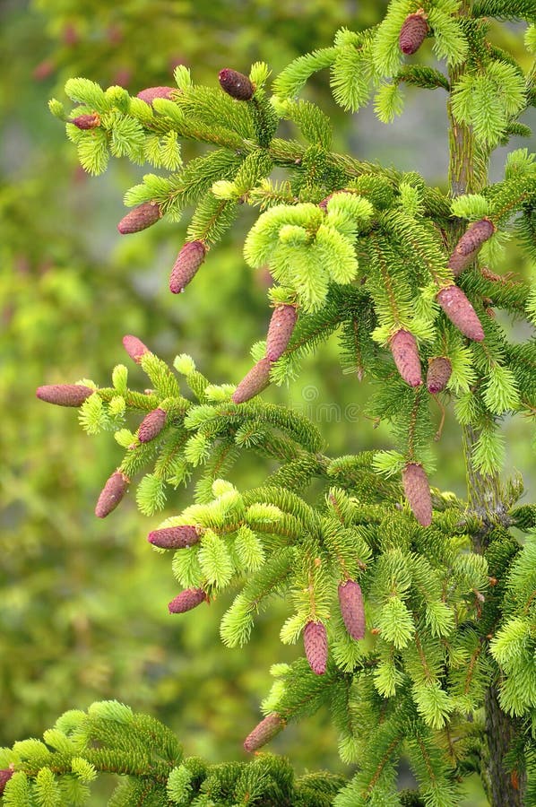 Cone tree stock photo. Image of pinecone, vertical, natural - 335864314