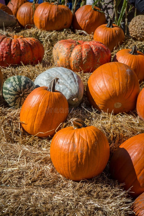 Vertical Display of Pumpkins on Hay Stock Photo - Image of pumpkin ...