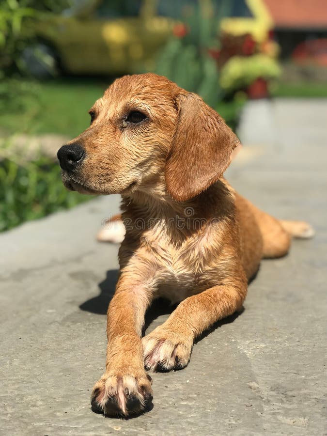 Vertical of a Dog Lying on the Ground after the Shower. Stock Photo ...