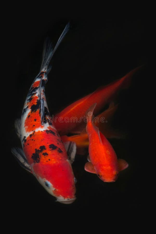 Vertical of a Dotted Koi Fish and Goldfish in a Pond, Against Black ...