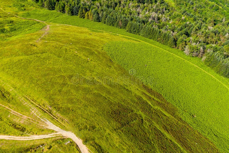 Vertical Downwards View of Trees and Lush Green Foliage Stock Photo ...