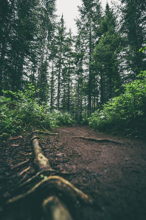 Vertical Dramatic Landscape of a Rainforest Stock Image - Image of park ...