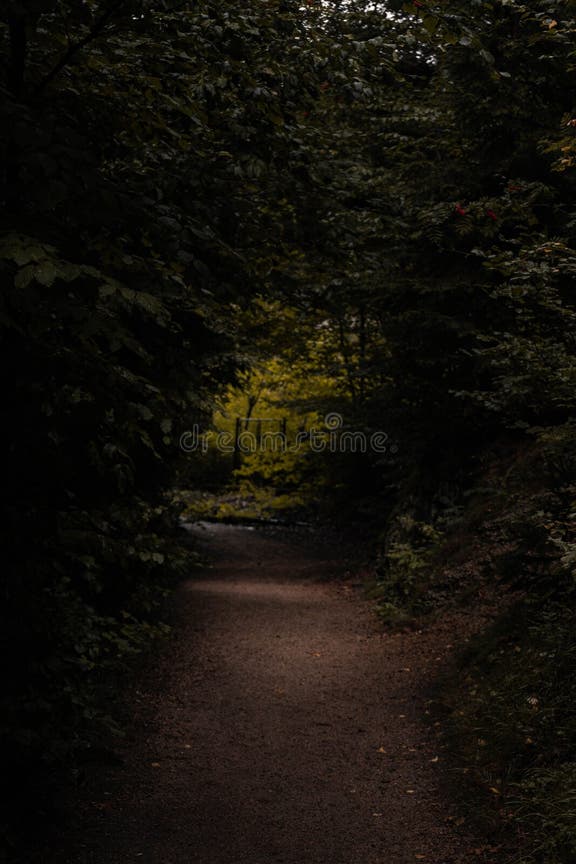 Vertical Dramatic Shot of a Pathway in the Green Forest Stock Image ...