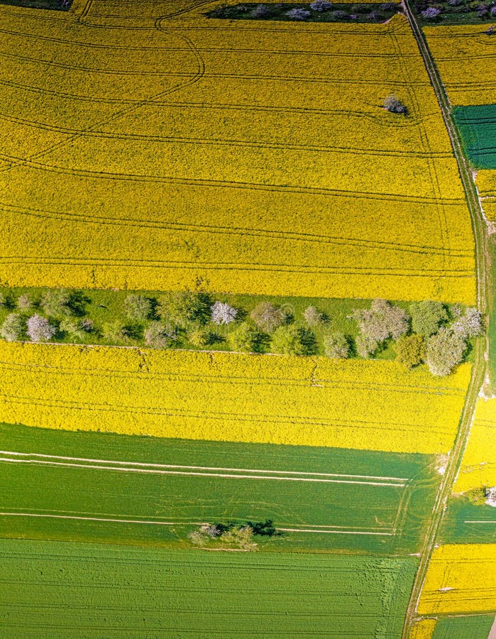 Vertical Drone Picture of Field in Spring in Typical Bright Yellow ...