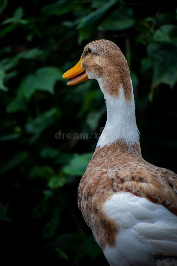 Vertical of a Duck with Leaves in the Background. Stock Image - Image ...