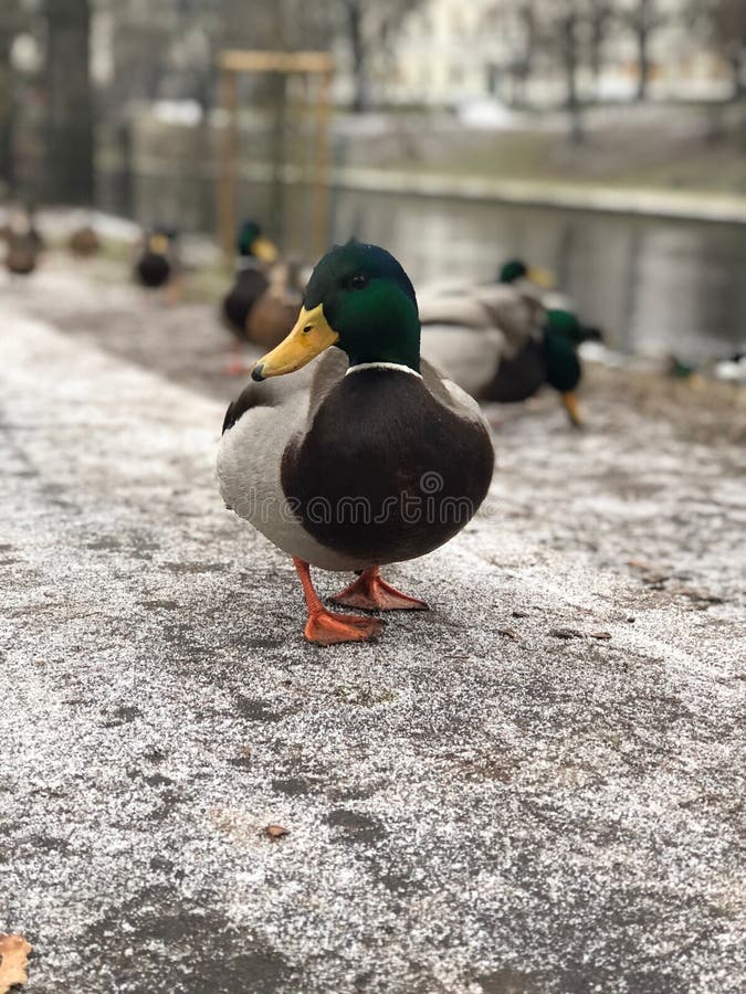 Vertical of a Duck Standing on a Snowy Ground. Stock Image - Image of ...