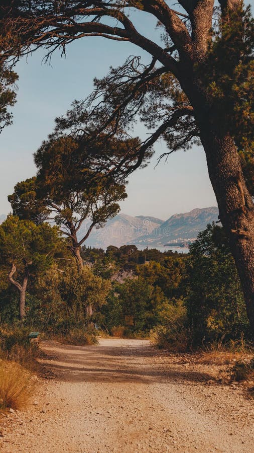 Vertical of a Dusty Forest Trail Surrounded by Leafy Trees Stock Image ...