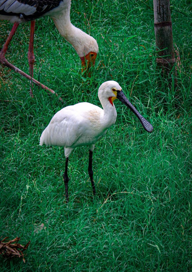 Vertical of a Eurasian Spoonbill Bird on the Grass. Stock Image - Image ...