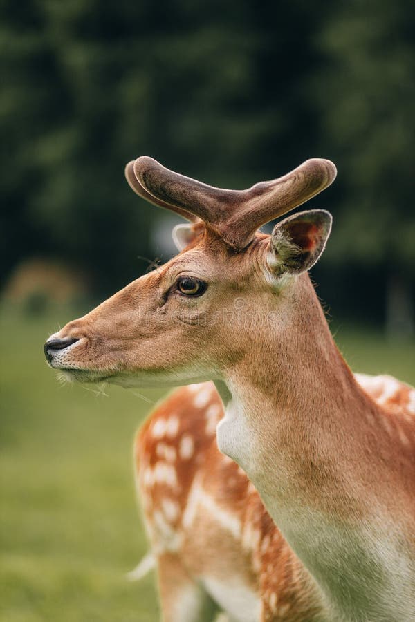 Vertical of a European Fallow Deer. Stock Photo - Image of natural ...