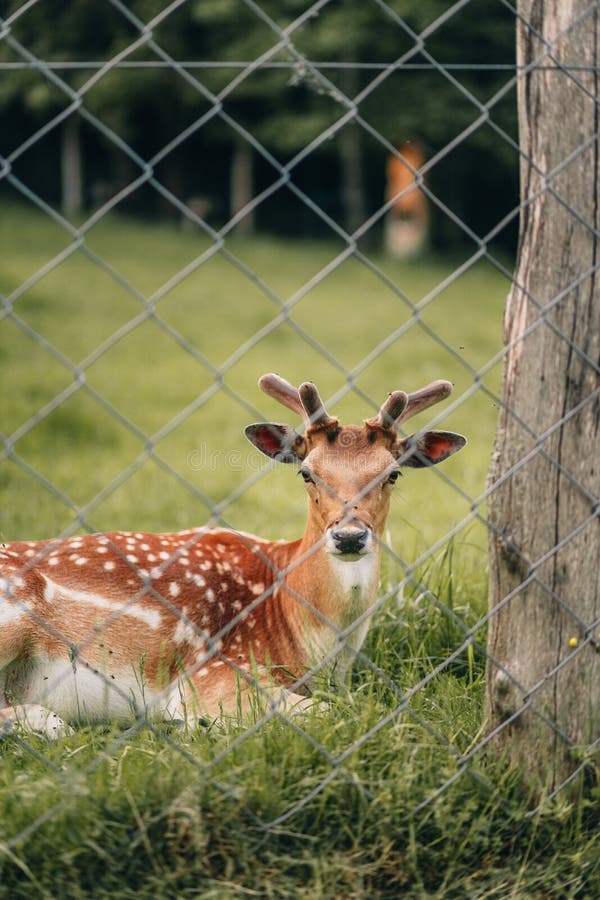 Vertical of a European Fallow Deer in Captivity. Stock Photo - Image of ...