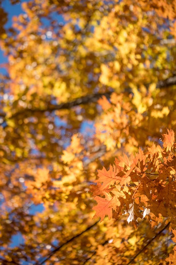 Vertical Fall Leaves Background Stock Photo - Image of background, tree ...