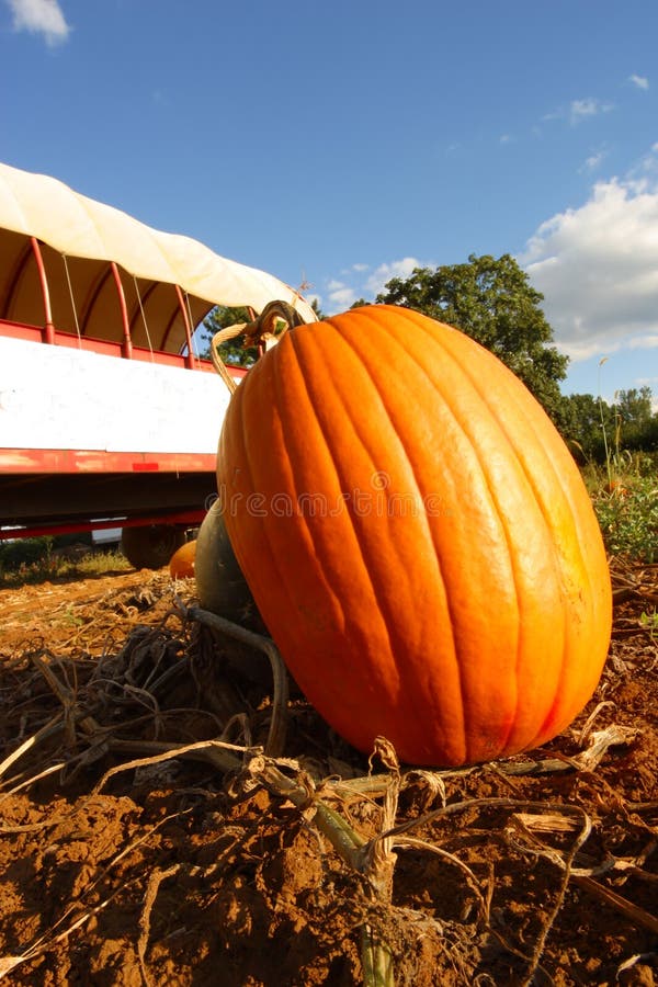 Vertical Fall Scenic with Pumpkin Stock Image - Image of tradition ...