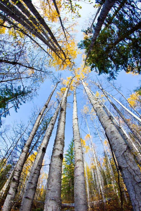 Vertical fall trees stock photo. Image of autumn, vertigo - 21573940