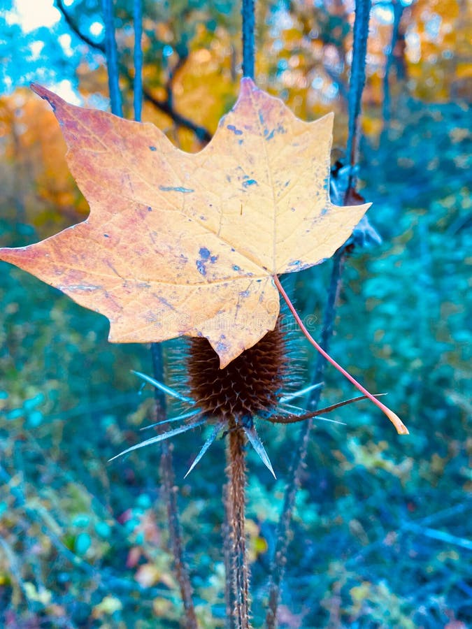 Vertical of a Fallen Leaf, Autumn Foliage on a Spiky Thistle Stock ...
