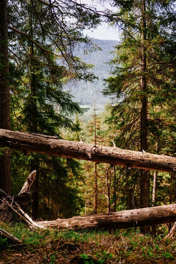 Vertical of Fallen Tree Trunks Making a Bridge in a Dense Forest Stock ...