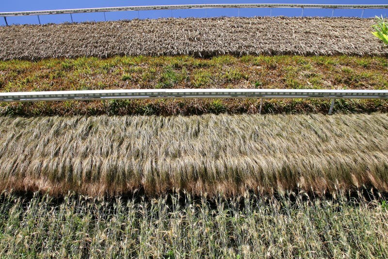 Vertical field stock photo. Image of isolated, sheaf - 58122714