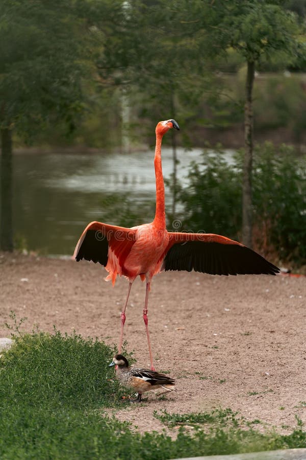 Vertical of a Flamingo with Its Wings Open in the Zoo. Stock Image ...
