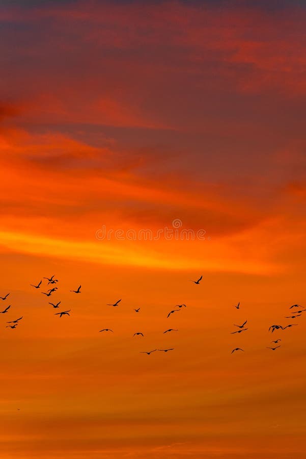 Vertical of a Flock of Birds Flying in the Beautifully Glowing Sunset ...