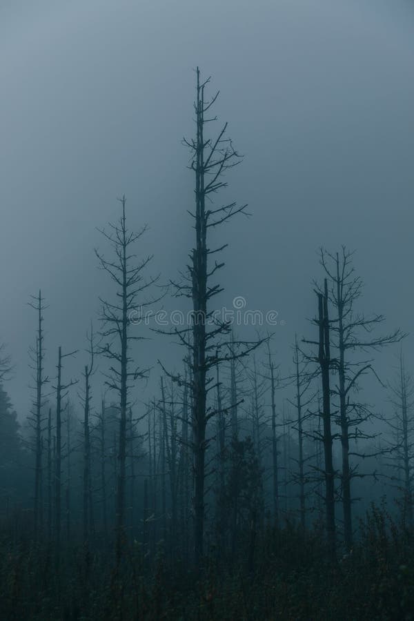 Vertical of a Foggy Park with Leafless Trees Against the Thick Layer of ...