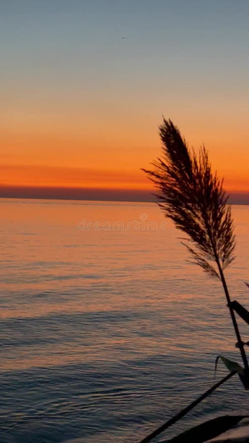 Vertical Footage of Water Floating with Grasses, Trees and Buildings ...