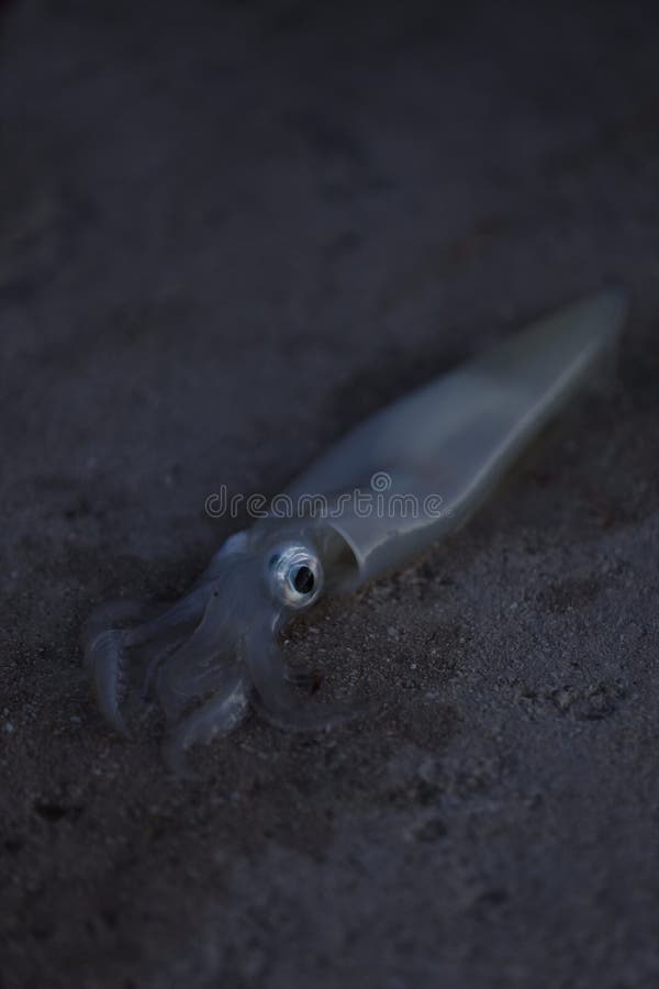 Vertical Footage of a Dead Squid Lying on the Beach Sand Stock Photo ...