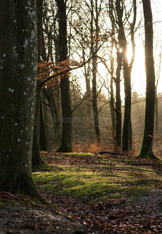 Vertical Forest Autumn Landscape Stock Image - Image of backlight ...