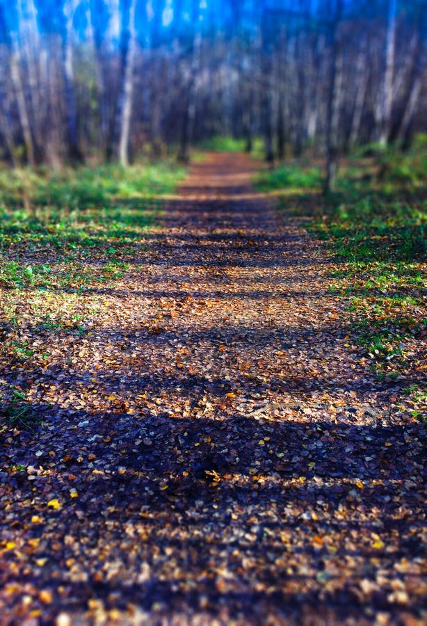 Vertical Forest Path Out of Focus Landscape Background Stock Photo ...