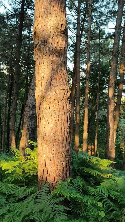 Vertical Forest View stock video. Video of trees, vegetation - 259089613