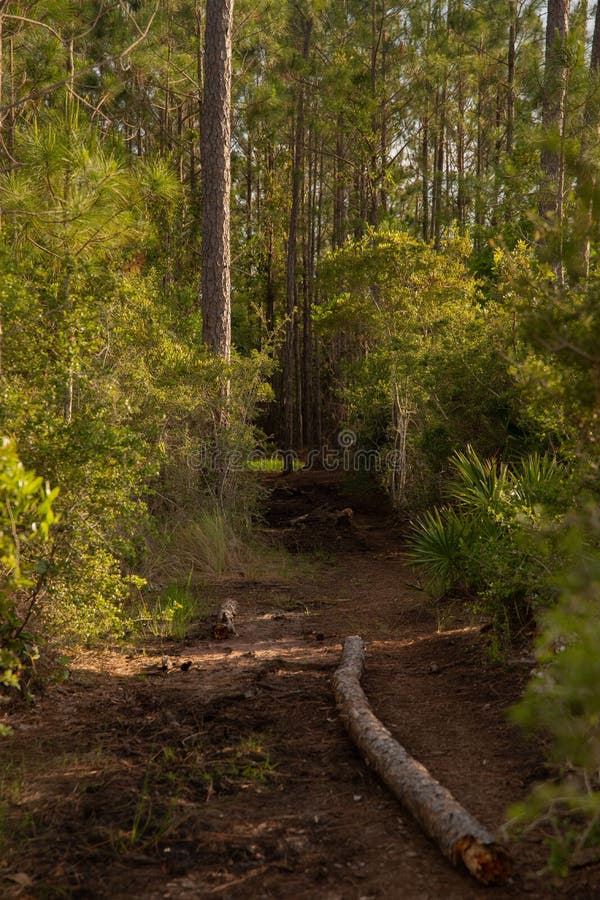 Vertical of Forest View with a Tree Trunk on the Dusty Path, Green ...
