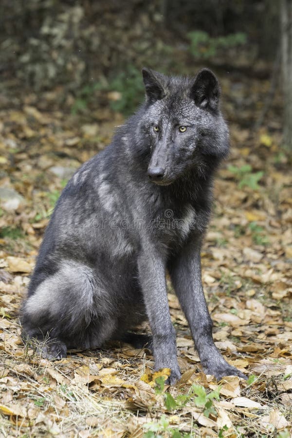 Timber Wolf Looking at Camera Stock Photo - Image of natural, wolf ...