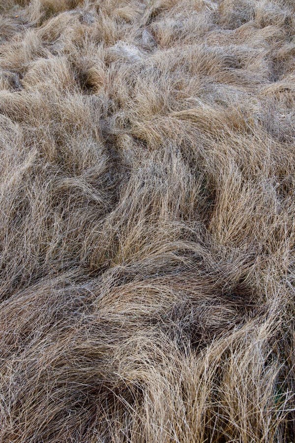 Vertical Format Shot of Bleached Long Grasses Forming Undulating ...