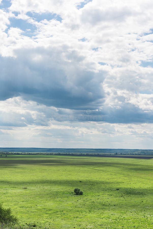 Vertical Frame, Background of a Lone Bush or Tree on a Green Meadow ...