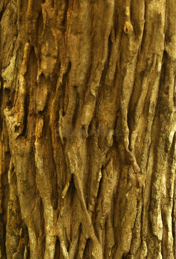 Tree Skin Close-up . Brown Bark Stock Image - Image of branches ...