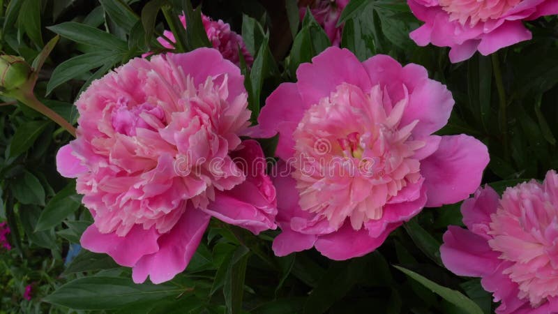 Vertical Frame, Open Peony Flowers in Full Bloom. Varietal Garden Plant ...
