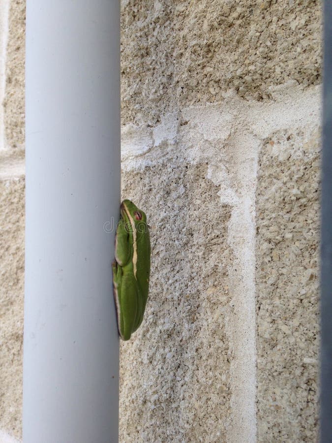 Vertical frog stock photo. Image of vertical, animal - 55051240