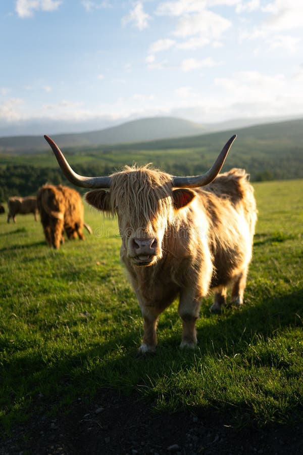 Vertical Front Closeup of a Highland Cattle on the Grass with Sunlight ...