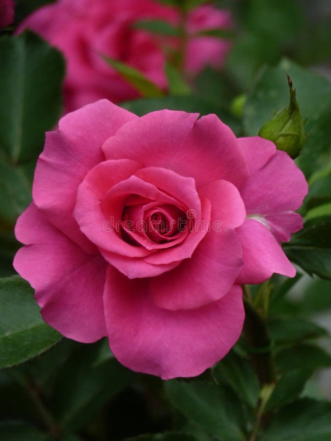 Vertical Front View Closeup Shot of a Pink Blooming Rose Stock Image ...
