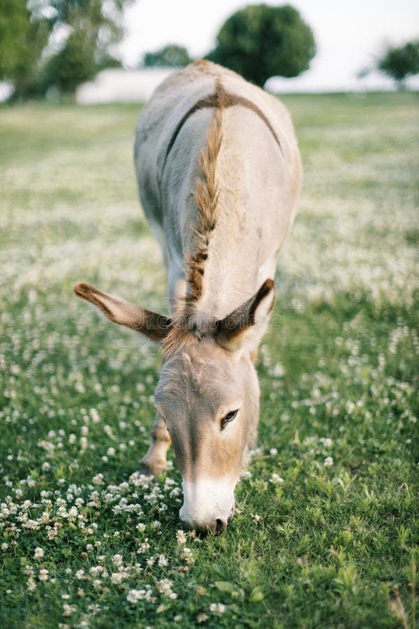 Vertical Front View of a Light Brown Donkey Eating Grass Stock Photo ...