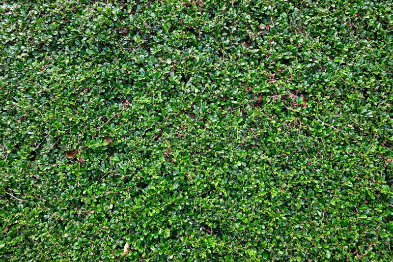 Vertical Garden Background, Fukien Tea Trees Stock Photo - Image of ...