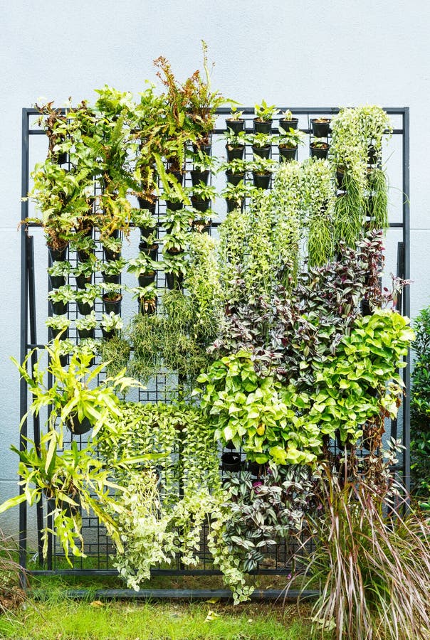 Vertical garden stock photo. Image of shrub, summer, pattern - 27004704
