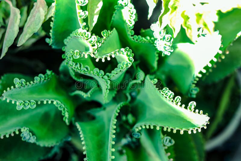 Vertical Garden Decoration, Decorative Plants Growing in Tree Pots ...