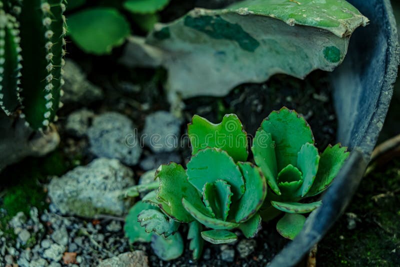 Vertical Garden Decoration, Decorative Plants Growing in Tree Pots ...