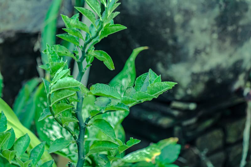 Vertical Garden Decoration, Decorative Plants Growing in Tree Pots ...