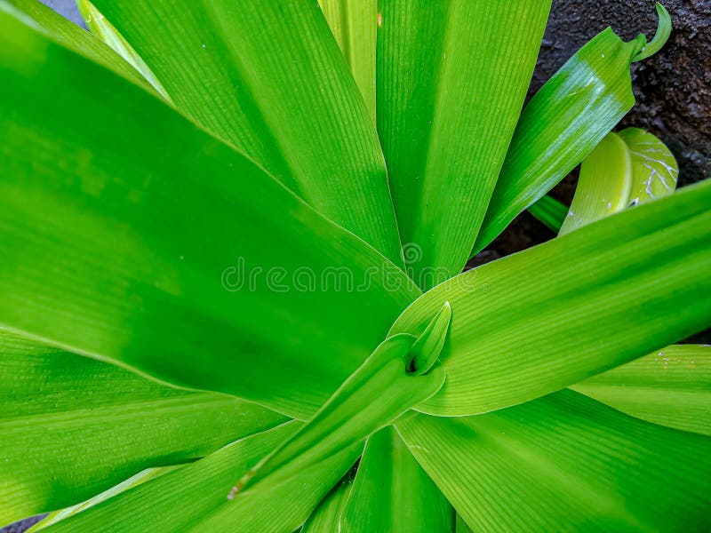 Vertical Garden Decoration, Decorative Plants Growing in Tree Pots ...