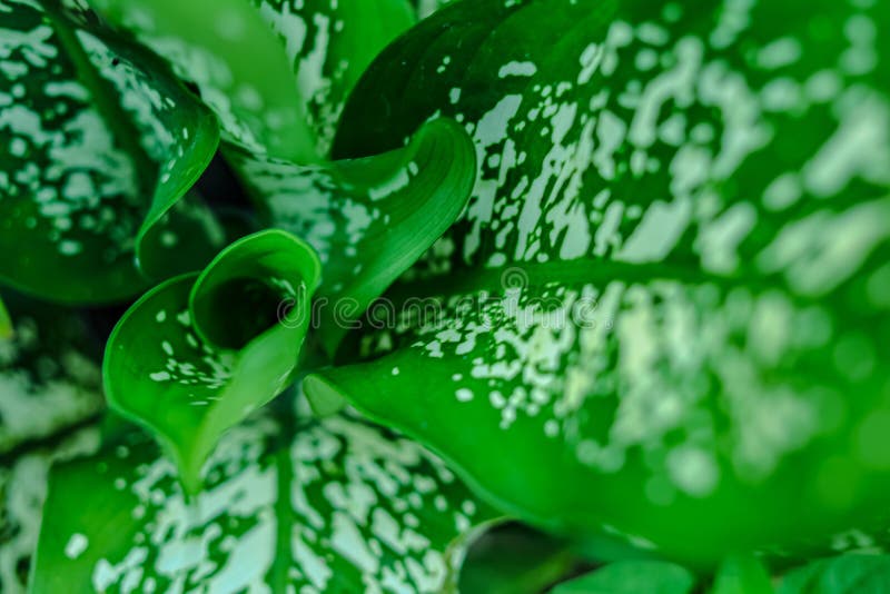 Vertical Garden Decoration, Decorative Plants Growing in Tree Pots ...