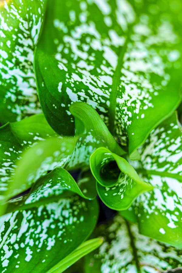 Vertical Garden Decoration, Decorative Plants Growing in Tree Pots ...