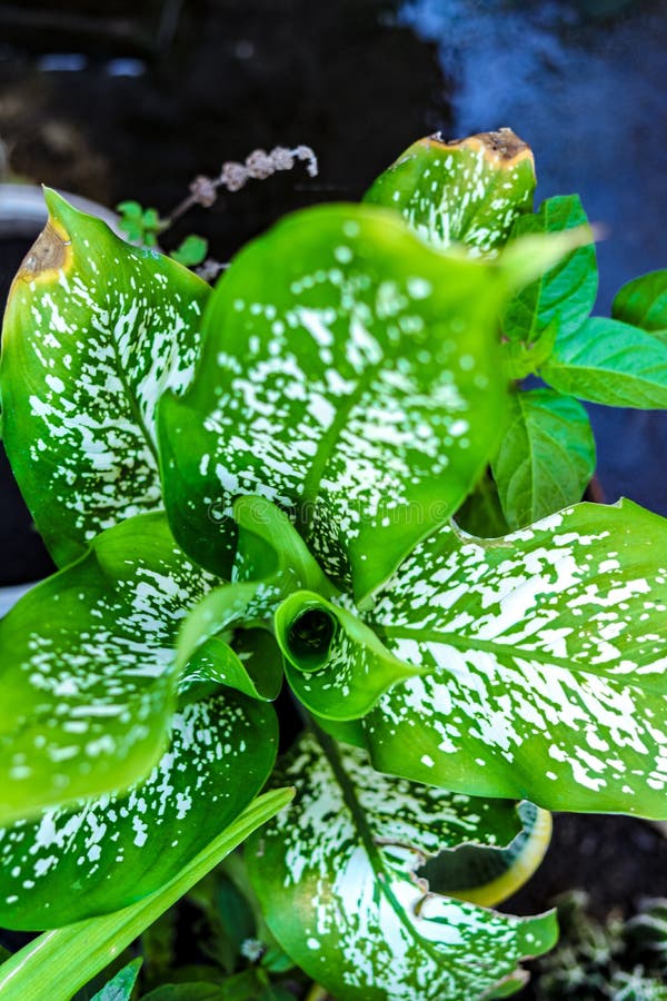 Vertical Garden Decoration, Decorative Plants Growing in Tree Pots ...