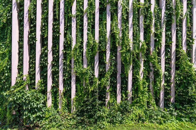 Vertical Garden on a Green Wall. Environmentally Friendly Urban Space ...